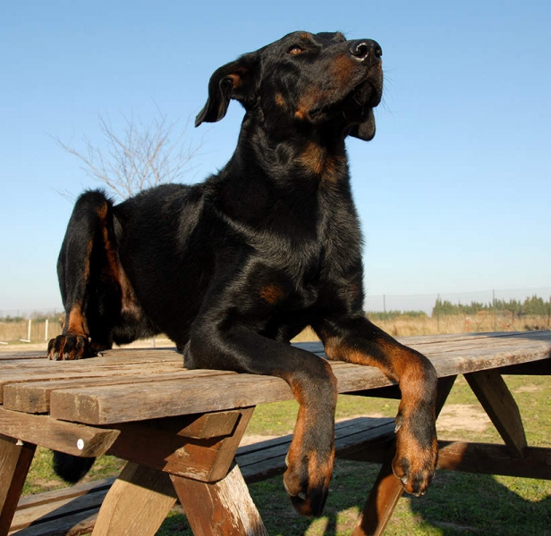 Boseronas (Beauceron)