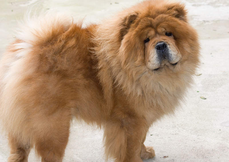 Čiau čiau (Chow Chow)