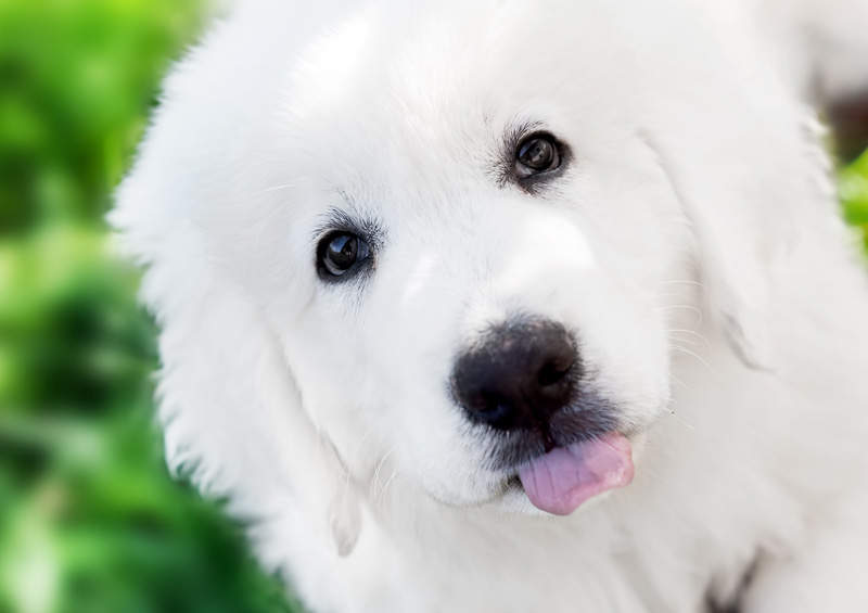 Podhalės aviganis (Tatra Mountain Dog) - Augintinis | PatarimuPasaulis.lt