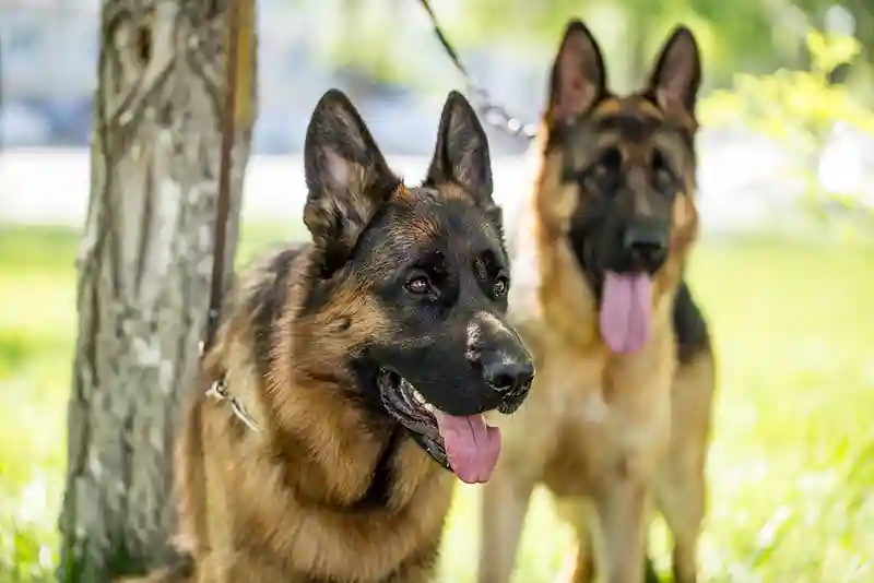 Vokiečių aviganis (German Shepherd Dog) - Augintinis | PatarimuPasaulis.lt