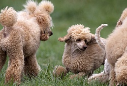 Toipudelis (Toy poodle)